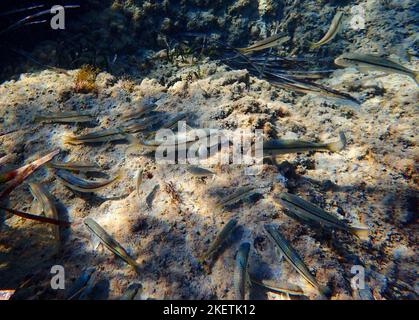 Hardyhead silverside (Atherinomorus lacunosus) fish shoal with ...