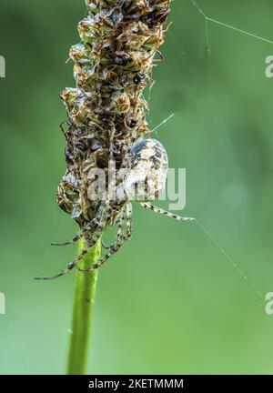 Autumn orbweaver (Meta segmentata, Metellina segmentata), in net Stock ...