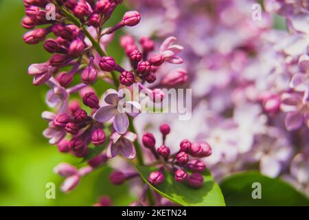 Lilac flowers spring blooming scene Stock Photo - Alamy