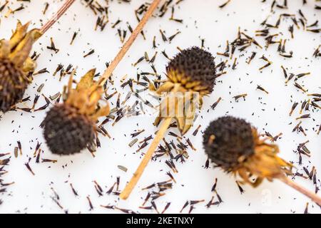 Dried rudbeckia flower heads. Collecting seeds for propagation ...