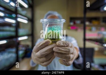 Tissue culture or plant culture are agriculture industry. Researcher ...