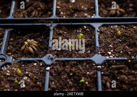 Ranunculus asiaticus or persian buttercup. Sprouting ranunculus corms ...