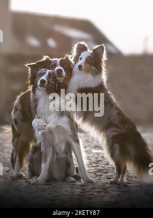 Three Australian Shepherds sit side by side on forest road in summer and smile. Happy best ...