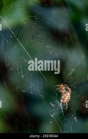 A closeup of creepy spider against blurred background with bokeh lights ...