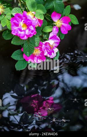 Beach rose (Rosa rugosa) flowers in the garden Stock Photo - Alamy