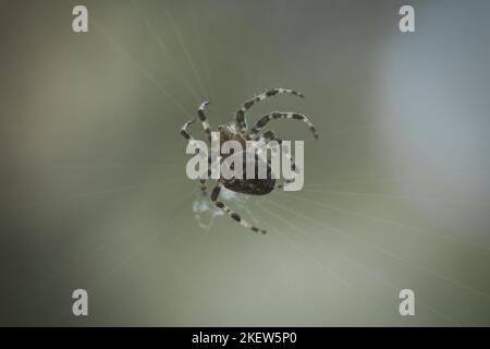 Cross spider shot crawling on a spider thread. Halloween fright ...