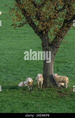 Sheep in a field in Baildon, Yorkshire. The sheep have been marked with ...
