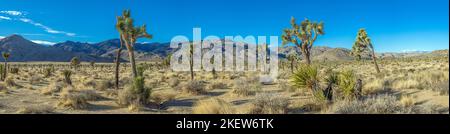 Picture of Yoshua Tree National Park with cactus trees in California ...
