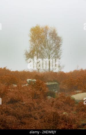Padley Gorge on a misty morning in November. A beautiful wooded valley ...