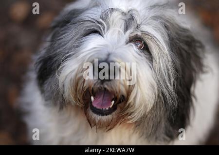 Polish Lowland Sheepdog looking up isolated on a white background Stock ...