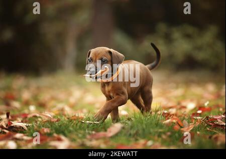 A view of Rhodesian ridgeback with collar walking on the road Stock ...