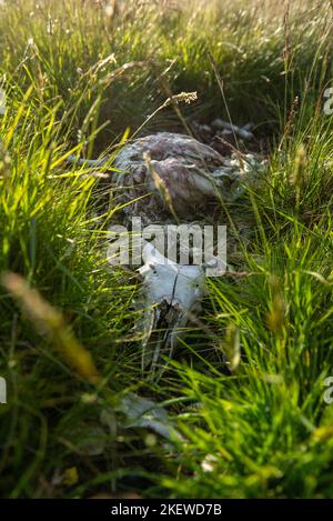 Carcass of dead sheep in a desolate moorland, an old carcass which has ...