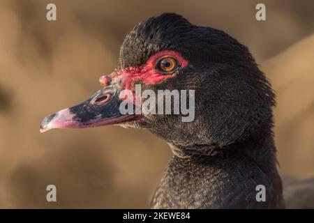 Portrait of brown Muscovy duck escaped in nature. Alsace, France ...