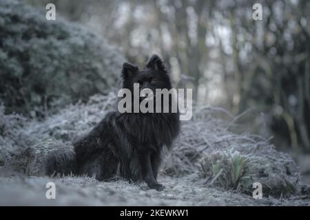 male Miniature Spitz Stock Photo - Alamy