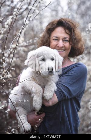 Golden Retriever dog carrying branch Stock Photo - Alamy
