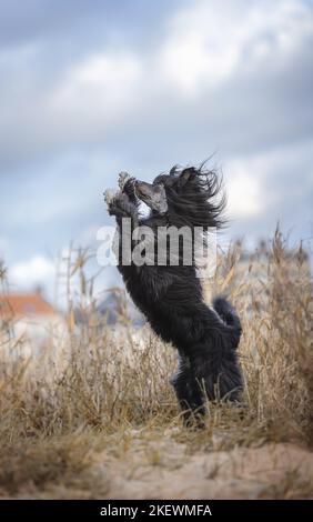black Chinese Crested Powderpuff Stock Photo - Alamy