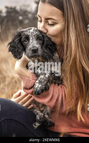 two English Cocker Spaniels kissing Stock Photo - Alamy