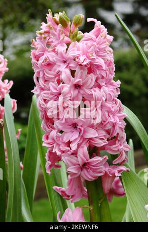 Double pink hyacinth (Hyacinthus orientalis) Anke blooms in a pot in a ...
