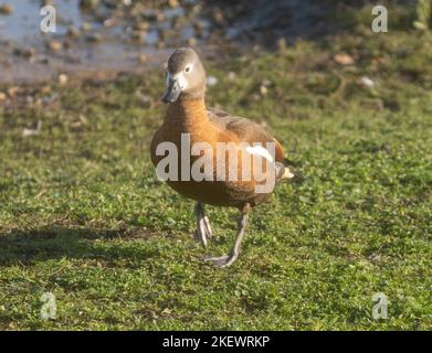 cape shelduck taken at slimbridge on 13/11/2022 Stock Photo - Alamy