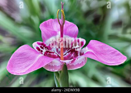 Exotic flowers Tigridia Iridaceae Tiger Flower Iris like summer ...