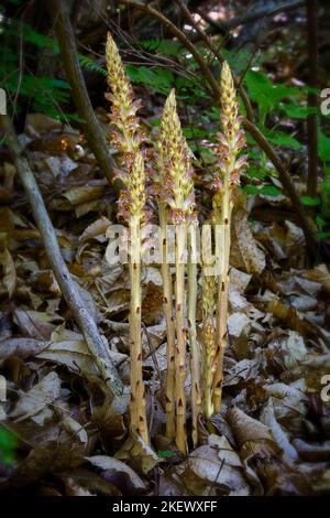 greater broomrape (Orobanche rapum-genistae) Plantae Stock Photo - Alamy