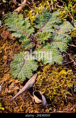 leaves, basal rosette of Wild clary (Salvia verbenaca); Lamiaceae; food ...