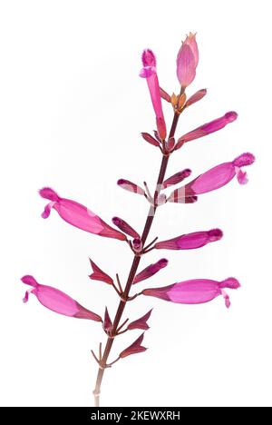 Salvia involucrata cv. Bethelli; Lamiaceae; ornamental sage; perennial ...