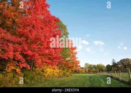 A row of mature maple trees line a mowed field and pathway in the ...