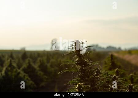 Sunset at Cannabis Field. Hemp Plants for Cbd production Stock Photo ...