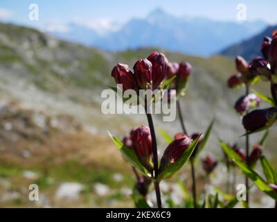 Photos of alpine flowers taken whilst walking in the Swiss Alps Stock ...