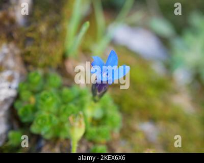 Photos of alpine flowers taken whilst walking in the Swiss Alps Stock ...