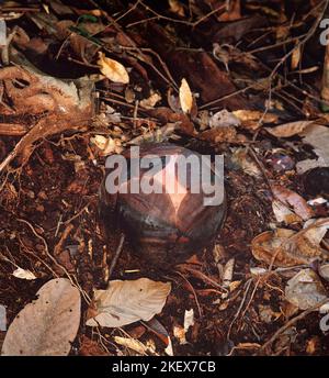 Rafflesia arnoldii or 'corpse flower' in full bloom, Cameron Highlands ...