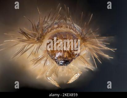 Carpet beetle larva / Wooly bear (Anthrenus verbasci) climbing up wall ...