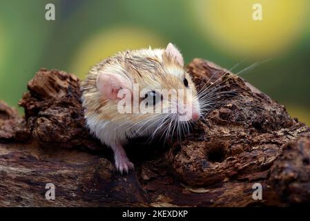 Close-up photo of Fat tailed gerbil (Pachyuromys duprasi Stock Photo ...