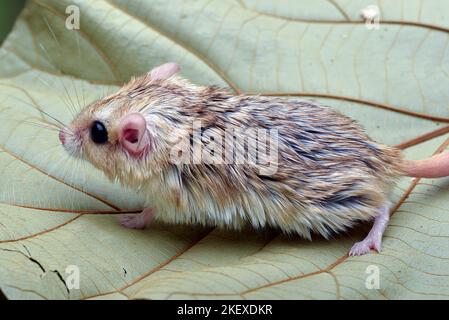 Close-up photo of Fat tailed gerbil (Pachyuromys duprasi Stock Photo ...