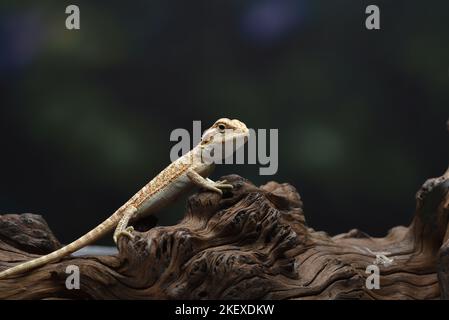 Front foot of a Bearded Dragon Stock Photo - Alamy