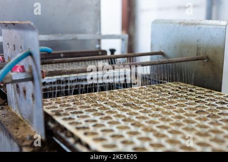 Planting and watering seeds on conveyor in plant factory Stock Photo ...