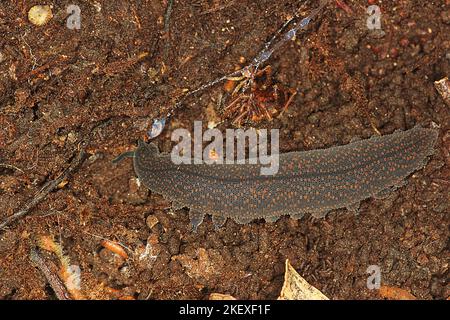 New Zealand peripatus (Peripatoides novaehollandiae Stock Photo - Alamy