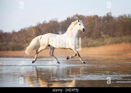trotting Holstein Horse Stock Photo - Alamy