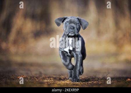 running Cane Corso Puppy Stock Photo - Alamy