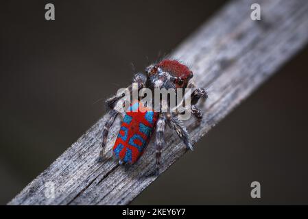 Male Peacock spider, Maratus bubo, in his breeding plumage Stock Photo ...