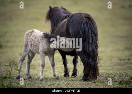 Miniature Shetland Pony Mare foals galloping meadow Shetlands Unst ...