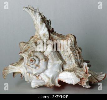 Murex shell, studio shot Stock Photo - Alamy