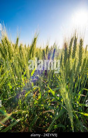 Semi-dwarf wheat crop growing on a property in northwest New South ...