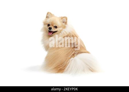 Cute small sand color pomeranian Spitz, doggy or pet standing near bowl ...
