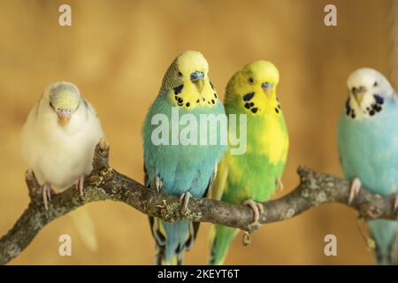 Four colored Parakeet Stock Photo - Alamy