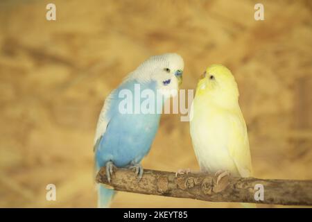 Budgerigars, two, yellow, blue, side view Stock Photo - Alamy