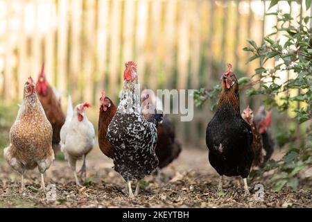 Chicken walk, 2 Swedish flower chickens running, animals, chickens ...
