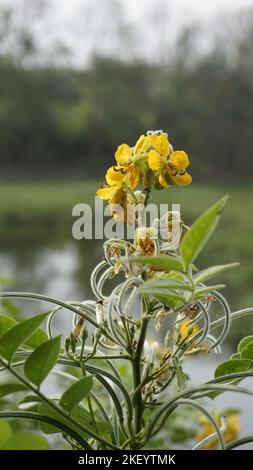 Beautiful yellow flowers of Senna hirsuta also known as Woolly or Hairy ...