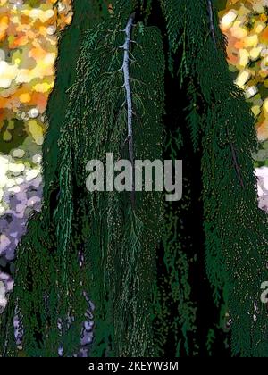 Illustrative close up of the green trailing pine needles of the ...